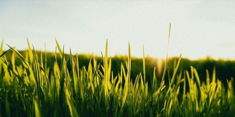 Bee Net Zero's EV Campaign